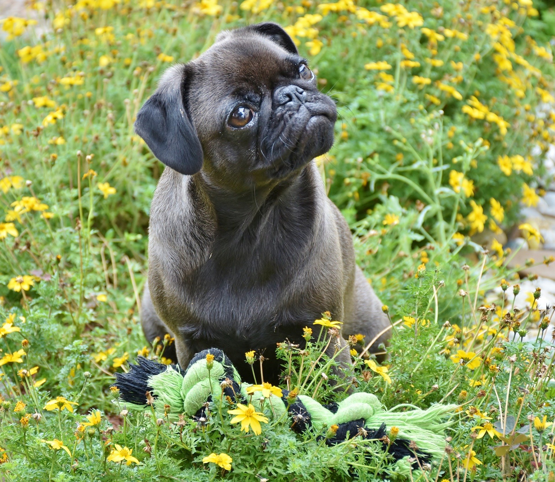 4 Fun Tricks To Teach Your Dog Gulf Coast K9 Dog Training